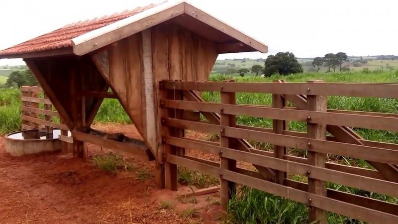 Cocho para confinamento: como melhorar o consumo - Boi Saúde