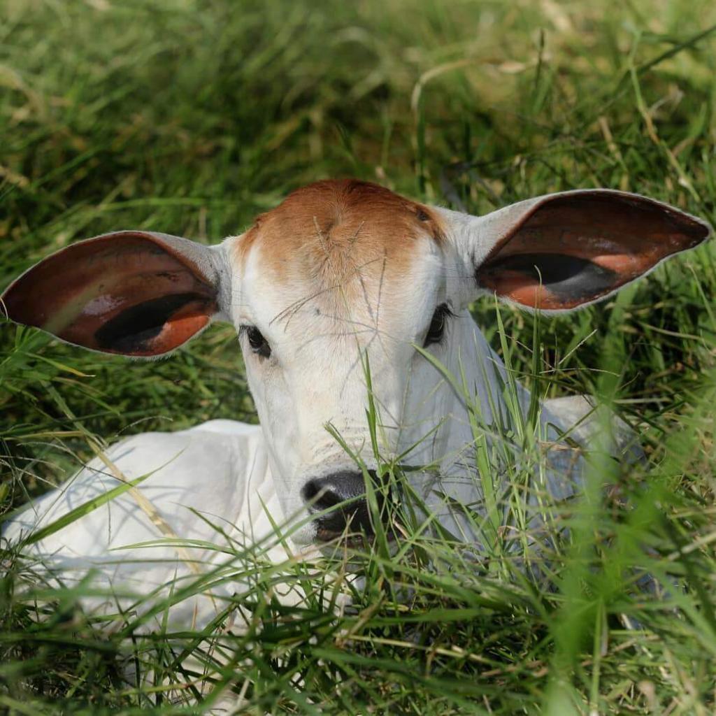 Bezerro valorizado: como produzir - Boi Saúde - Dicas
