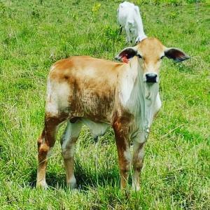 Qual a melhor época para o nascimento de bezerro? - Boi Saúde