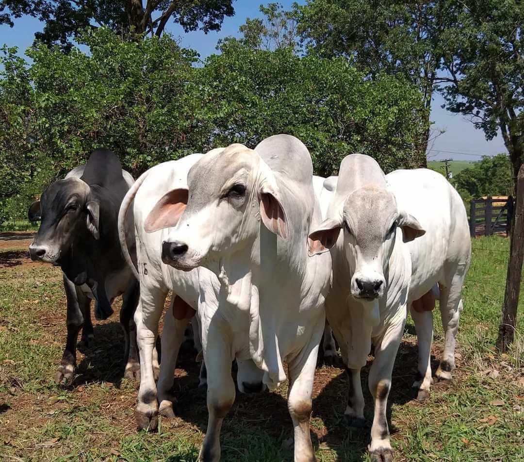O que é PH Ruminal? Saiba mais sobre o assuto. - Boi Saúde