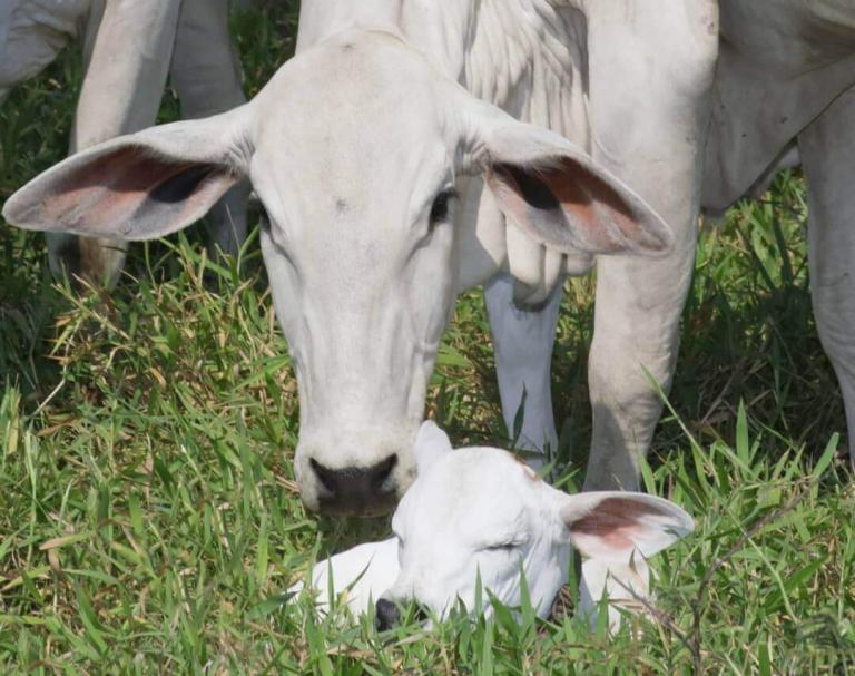 Vacas paridas na seca: quais são os cuidados - Boi Saúde