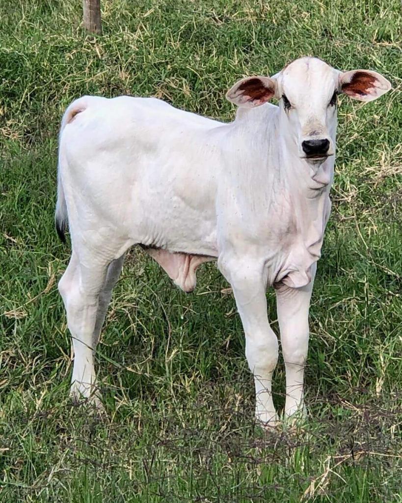 Como mochar bezerro: aprenda as técnicas - Boi Saúde