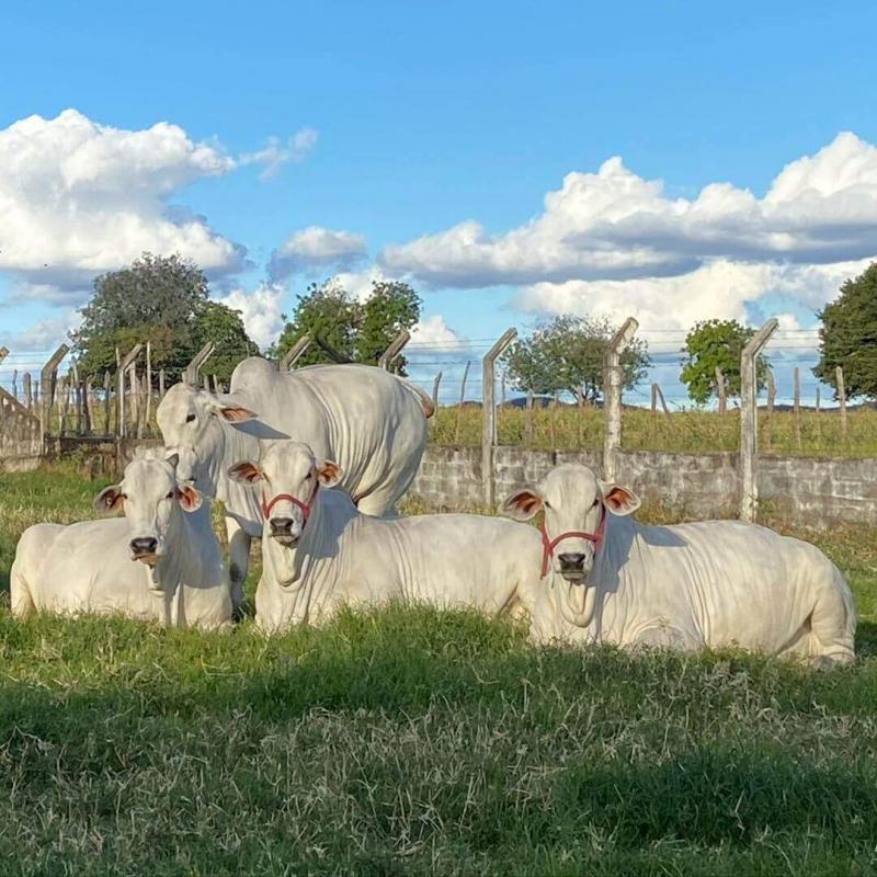 Como funciona a terminação intensiva a pasto - Boi Saúde