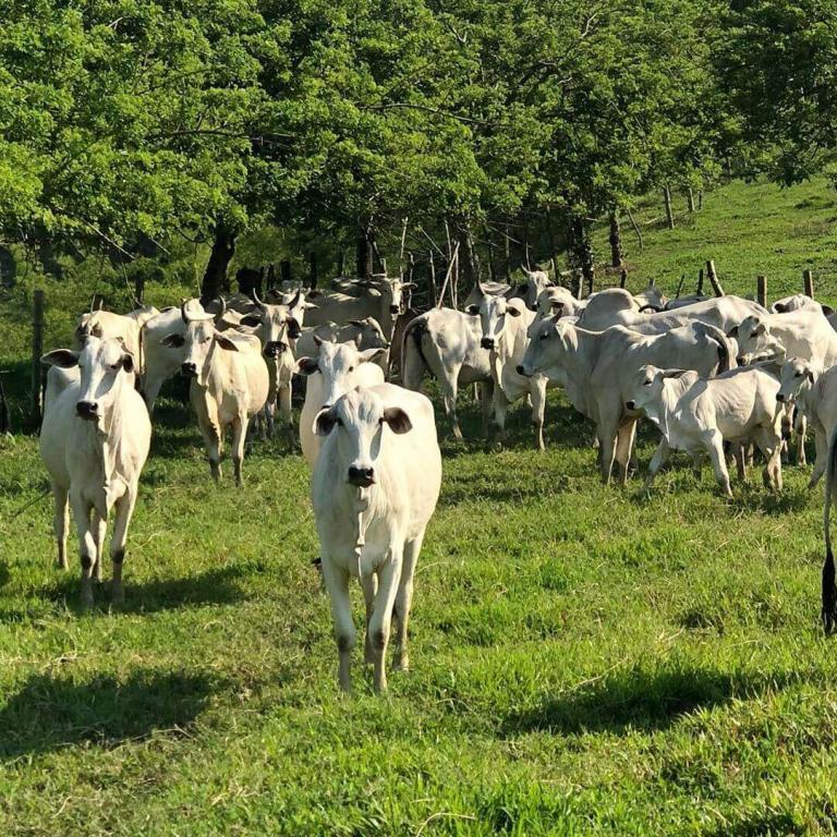 Cetose bovina em vacas de leite com má alimentação - Boi Saúde
