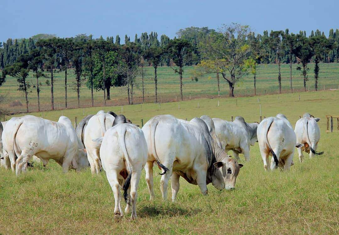 Cuidados para manter o peso de um boi - Boi Saúde