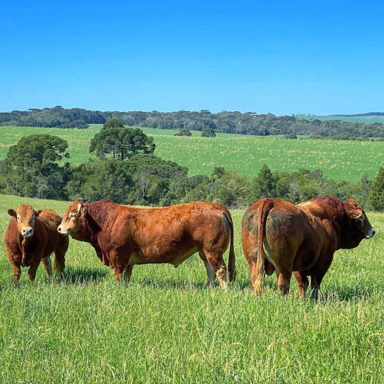 Gado limousin é boa opção para pecuária de corte? - Boi Saúde