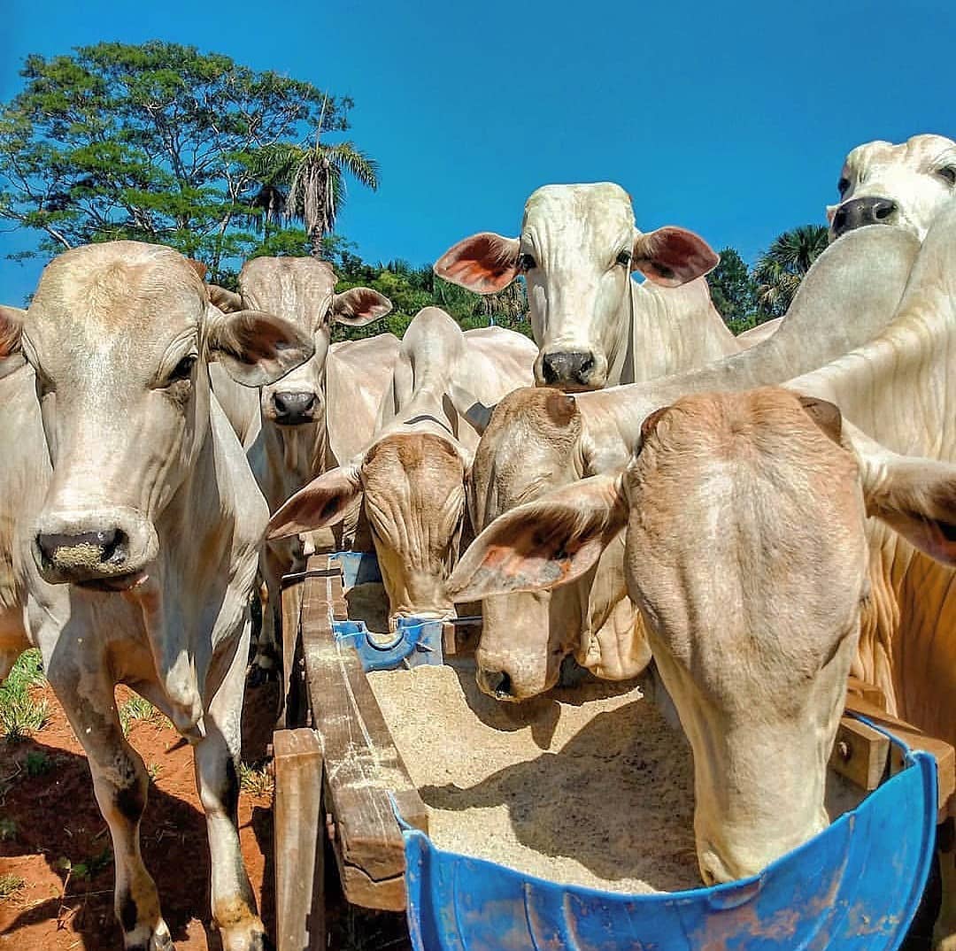 Cocho de tambor: investimento de baixo custo na pecuária - Boi Saúde