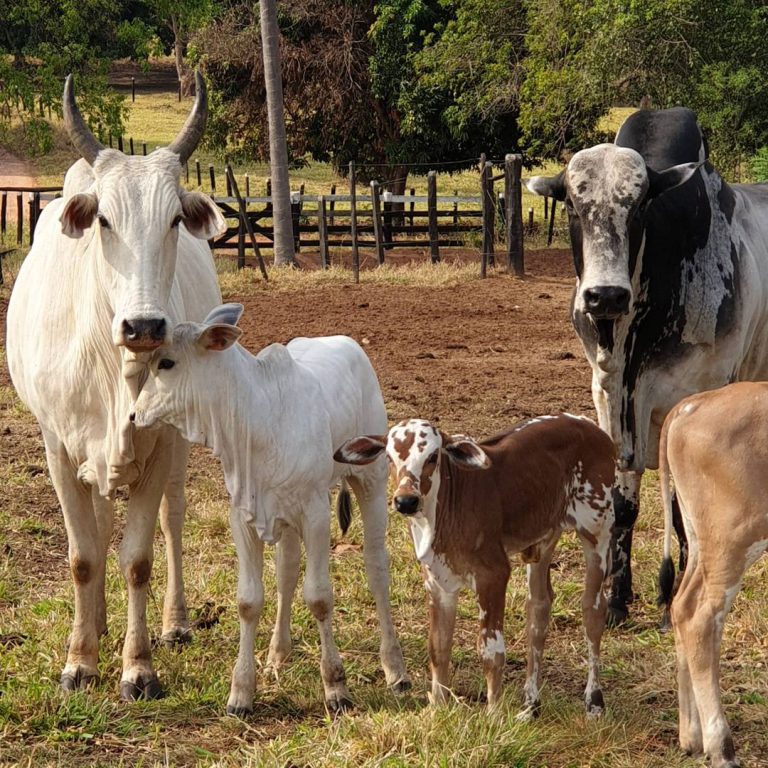 Quais tipos de gado existem para produção? - Boi Saúde