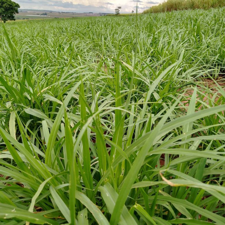 Capim napier: conheça a variedade do capim elefante - Boi Saúde