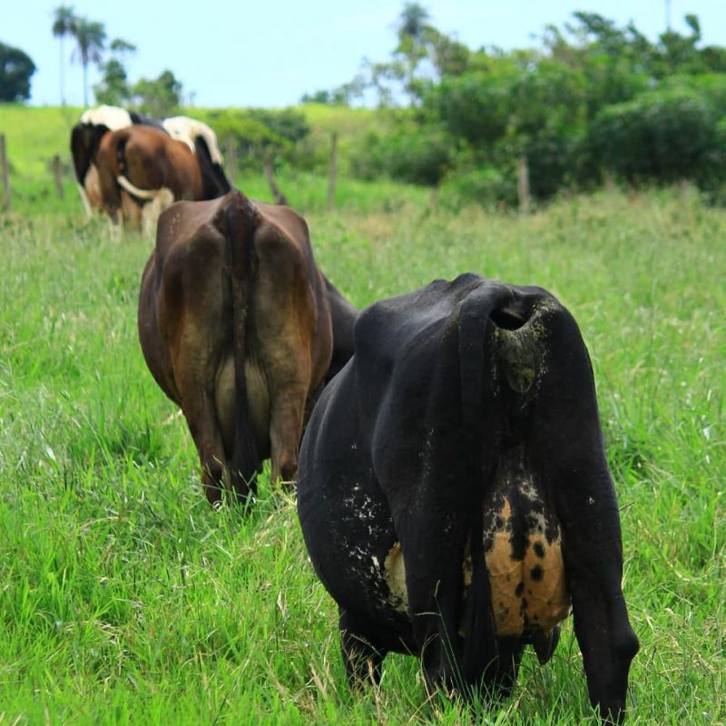 Qual o melhor pasto para vaca de leite? - Boi Saúde
