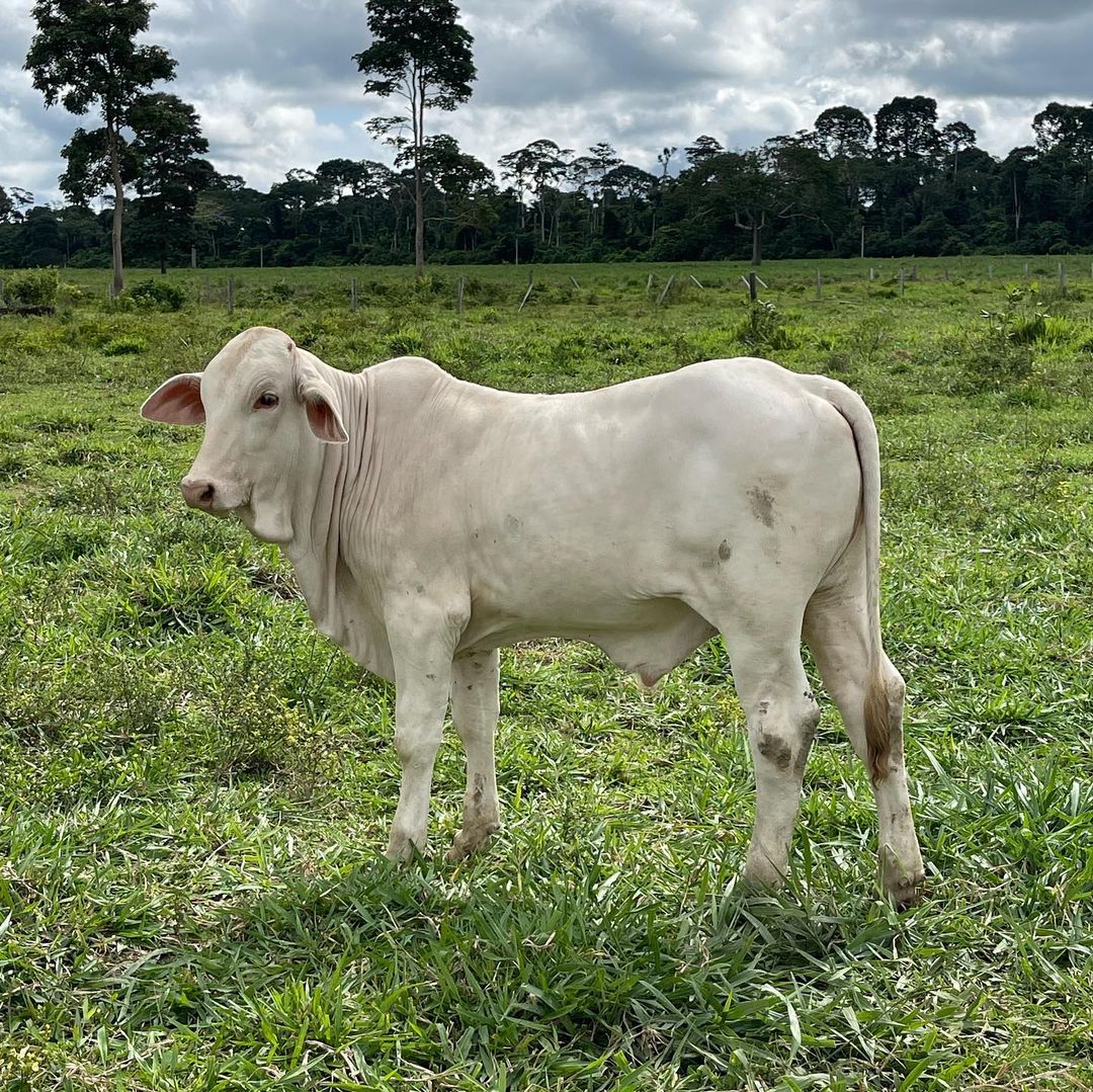 Cuidados no nascimento de bezerro - Boi Saúde