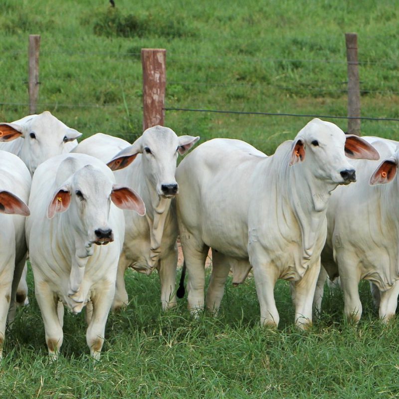 Vitamina para gado: quais são as principais e como oferecer - Boi Saúde