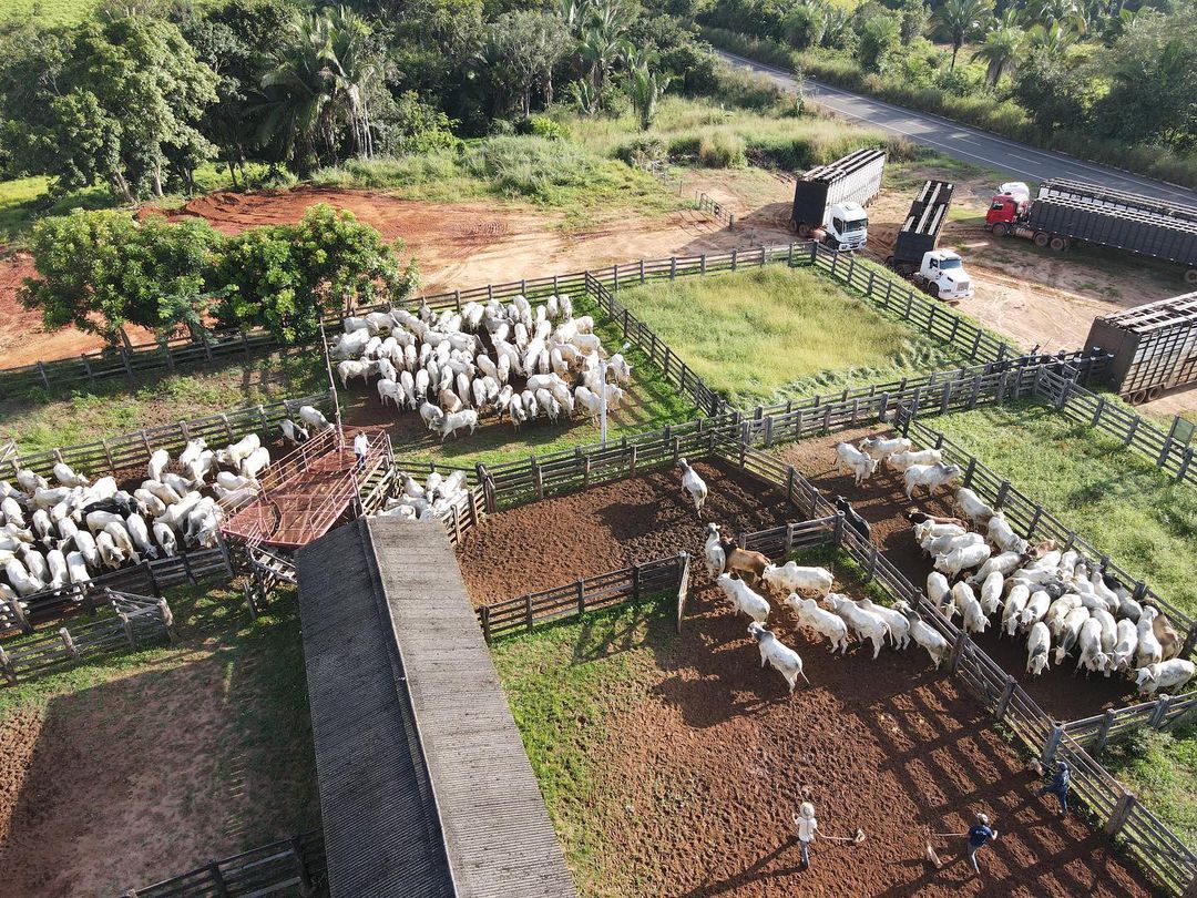 Agenda da pecuária: como organizar as atividades da lida - Boi Saúde