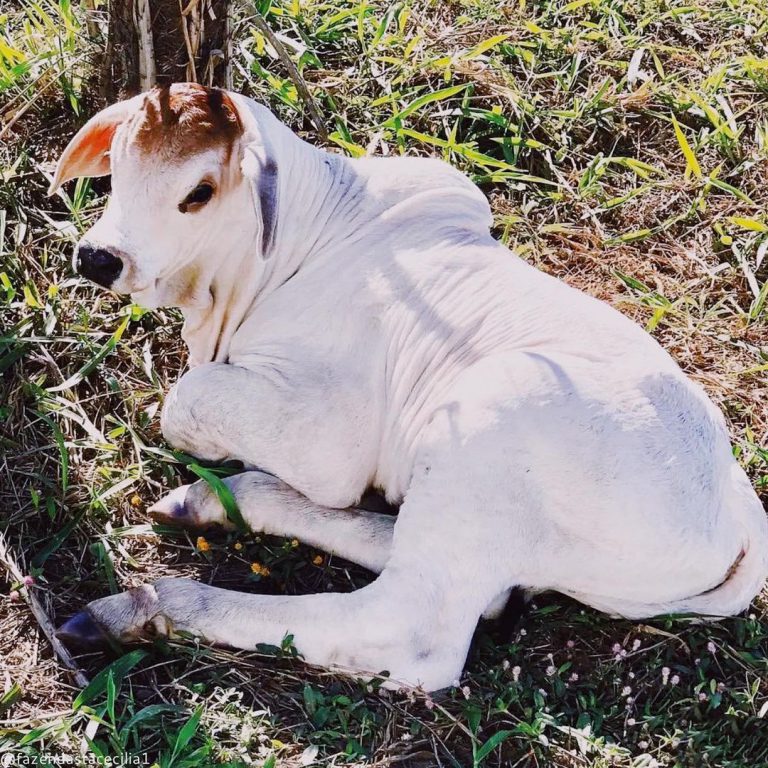 Bezerros mais pesados: como produzir? - Boi Saúde