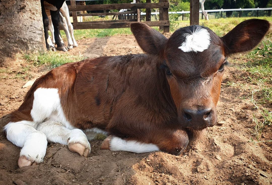 Nascimento de bezerro: como acolher bovinos no pós-parto