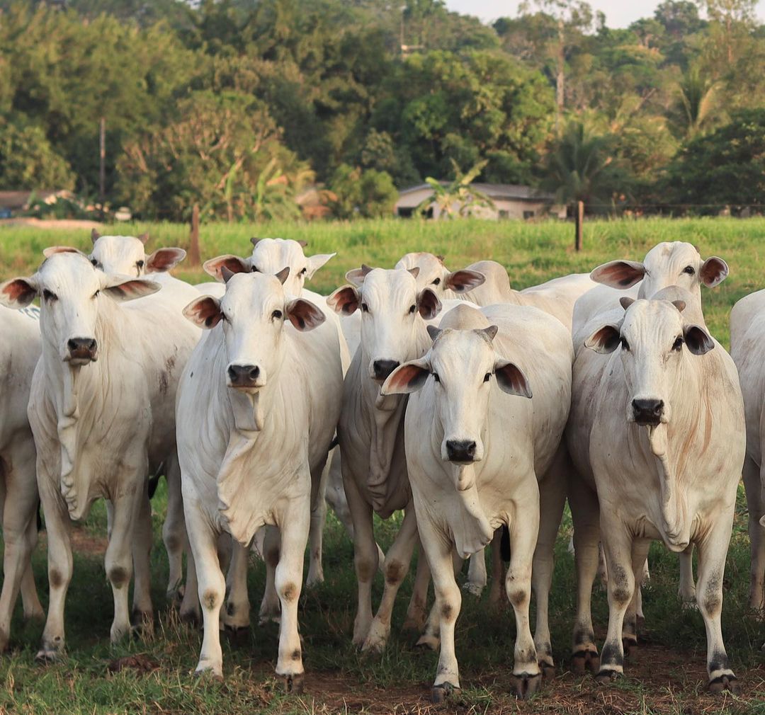 Como vender gado na entressafra: aprenda a se preparar!