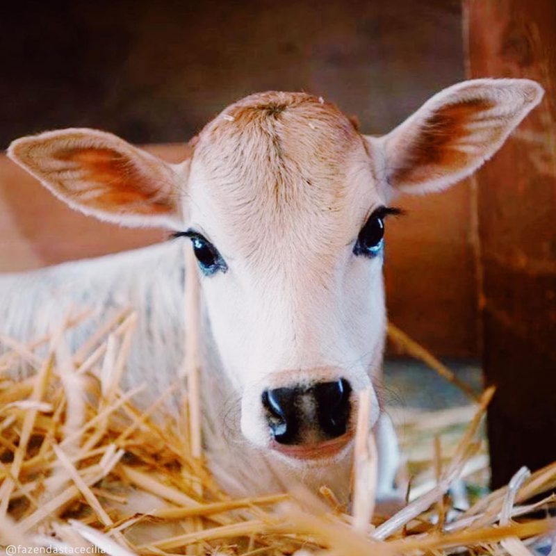 Bezerro Gordo: O Que Oferecer Do Parto Até Os 8 Meses 2025
