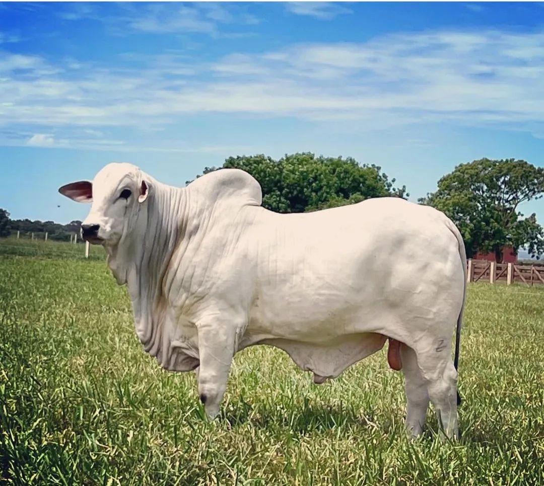 Engorda do gado: como aumentar as arrobas - Boi Saúde