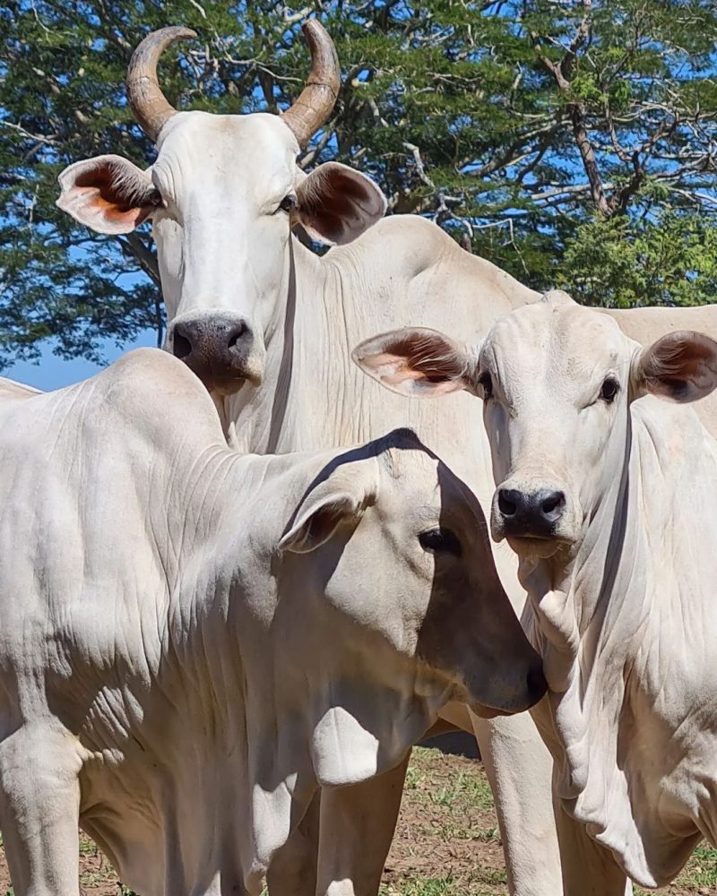 Produção de gado: como reduzir os custos - Boi Saúde