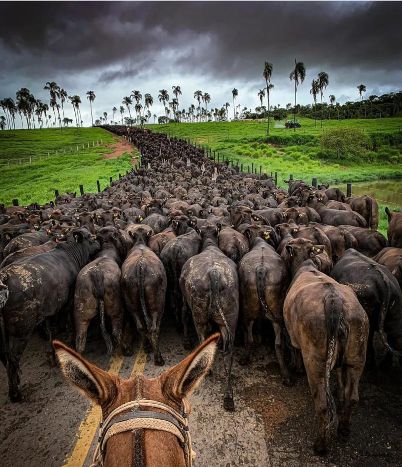 Arroba do gado: o segredo para recuperar nas águas - Boi Saúde