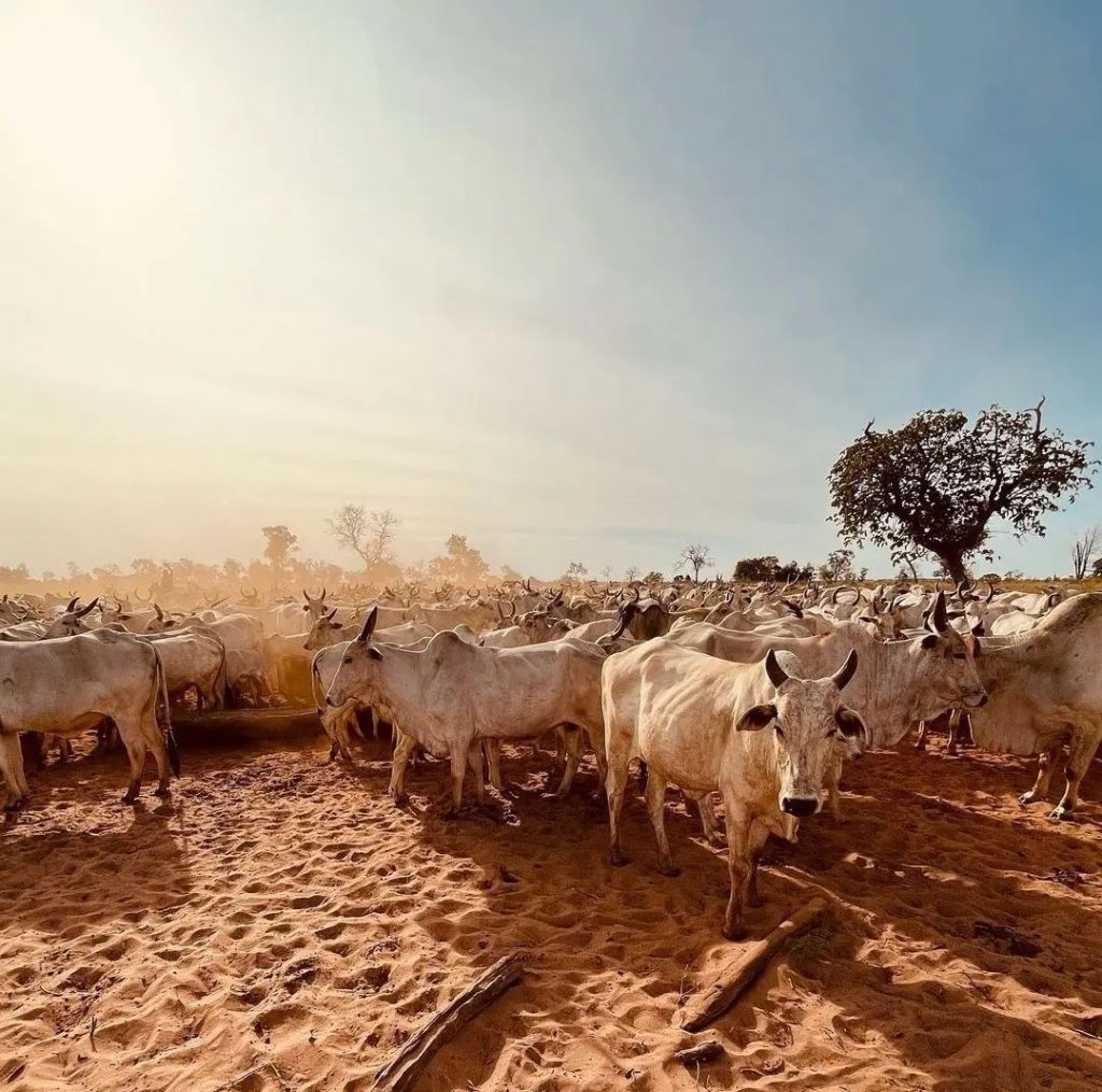 Sal proteinado para bovinos na seca - Boi Saúde