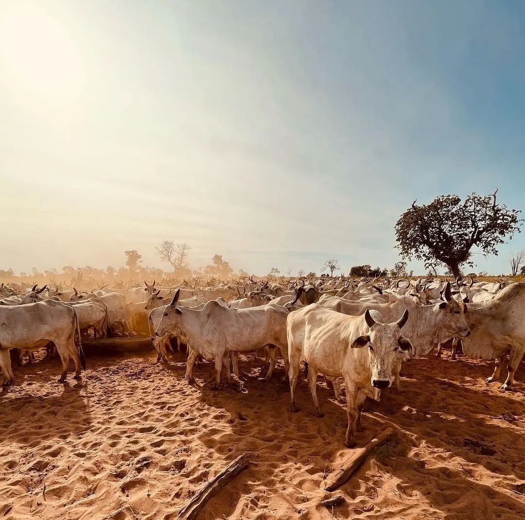 Sal proteinado para bovinos na seca - Boi Saúde