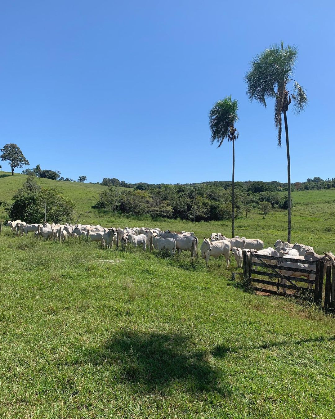Cuidados com o pasto: o que fazer antes das primeiras chuvas