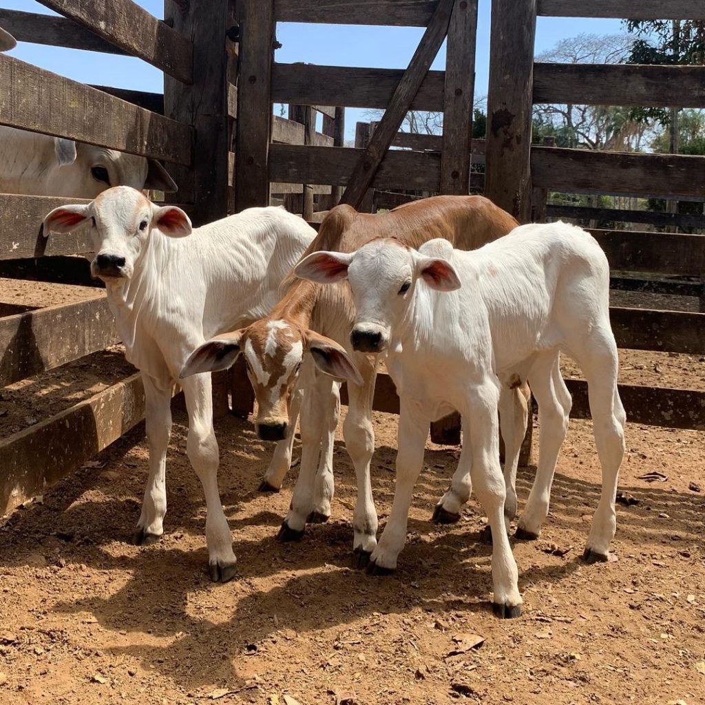 Ração para bezerros: aprenda aqui como fazer - Boi Saúde