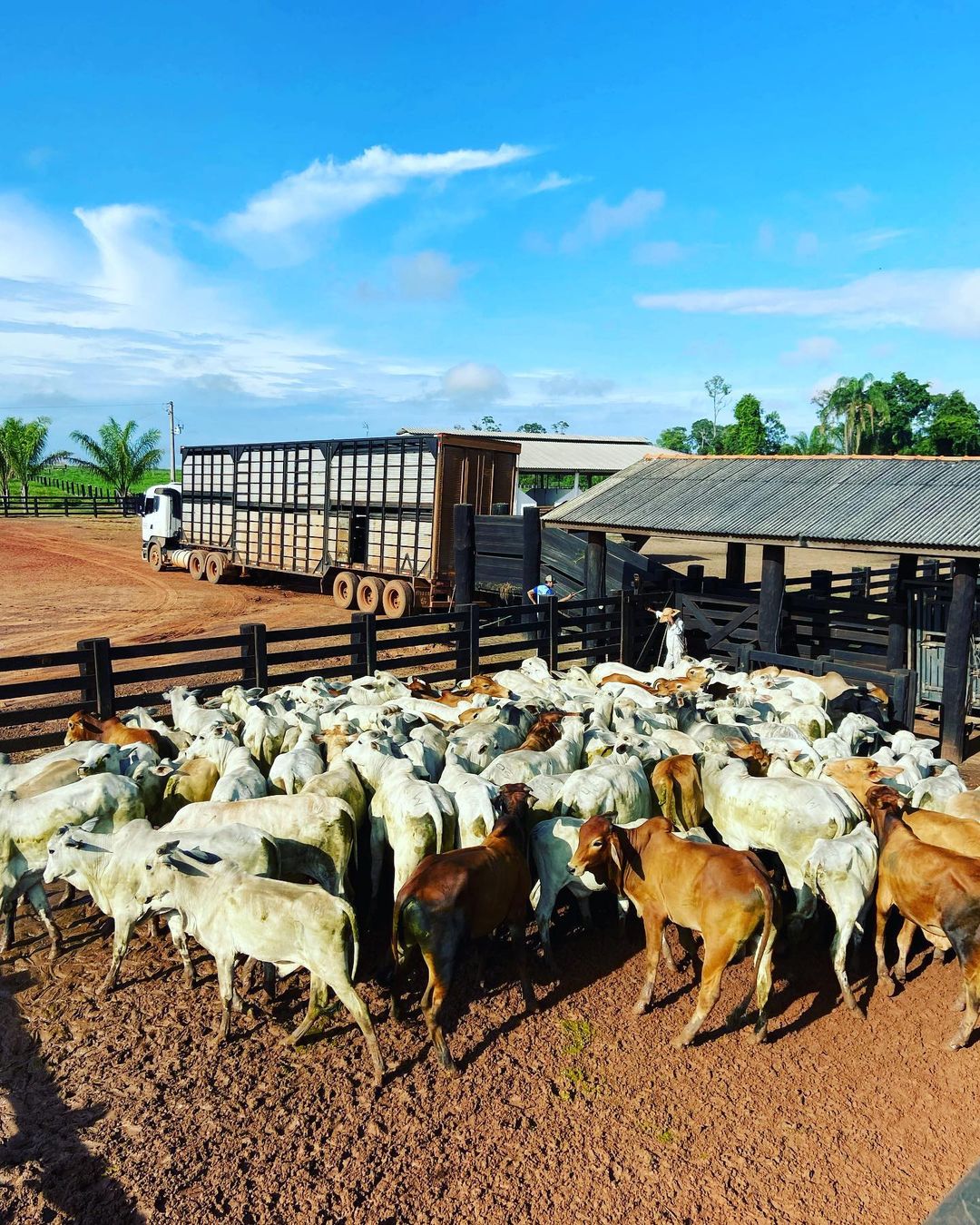 Erros na seca: 5 piores na criação do gado - Boi Saúde