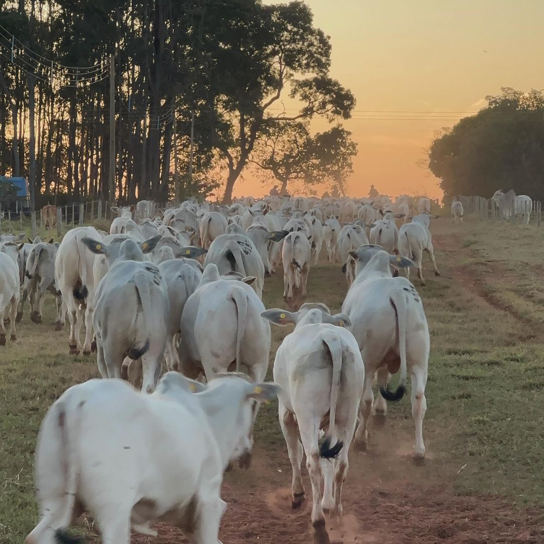 Por que vermifugar o gado na seca? - Boi Saúde