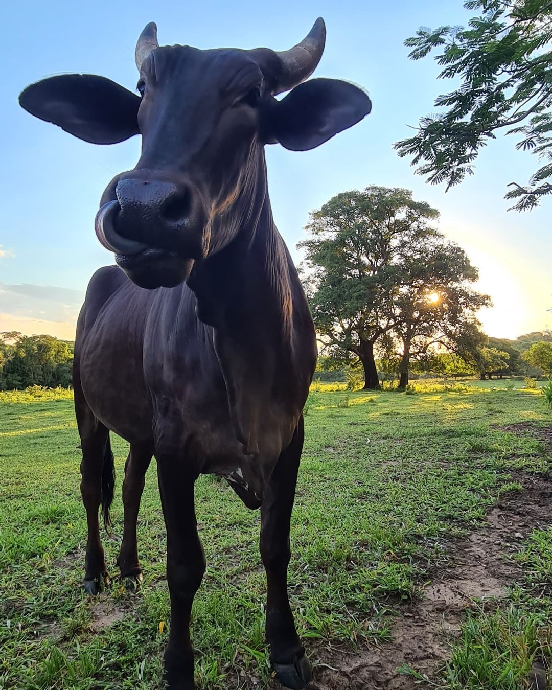 Pasto sobre pasto: o que é e se serve para sua propriedade - Boi Saúde