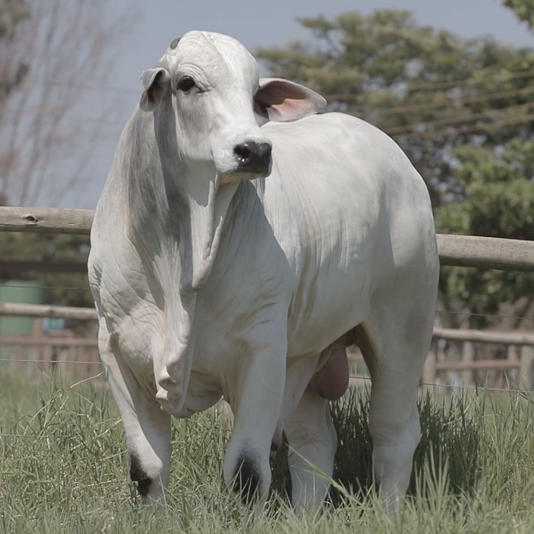 O que é boi china? - Boi Saúde