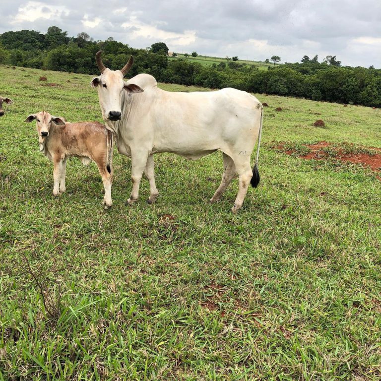 Como mochar bezerro: aprenda as técnicas - Boi Saúde